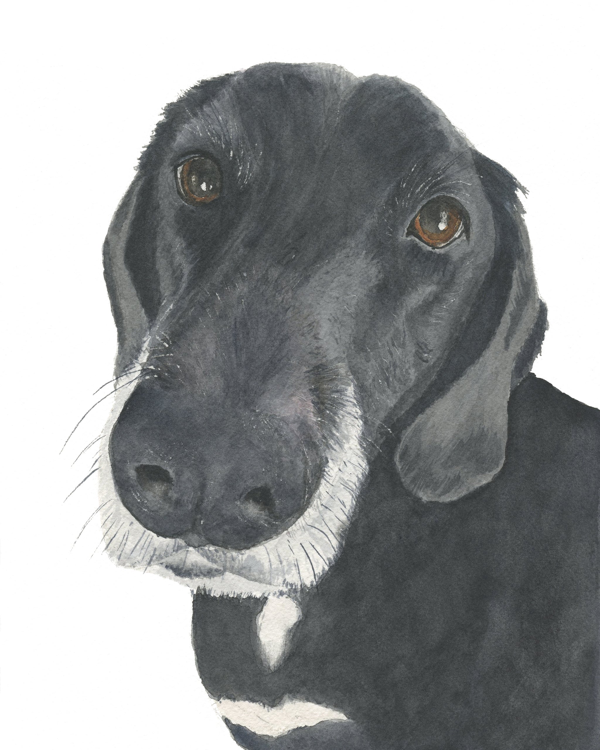 Custom Pet Portraits – Laura Heisler Studios